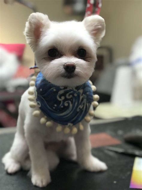 Gallery Asian Fusion Grooming Japanese Dog Grooming Poppy Nursery