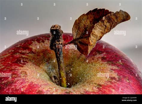 Apfel Apfel Hi Res Stock Photography And Images Alamy