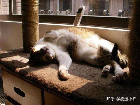 猫咪为什么不睡猫窝？ 诱猫进窝”6部曲 知乎