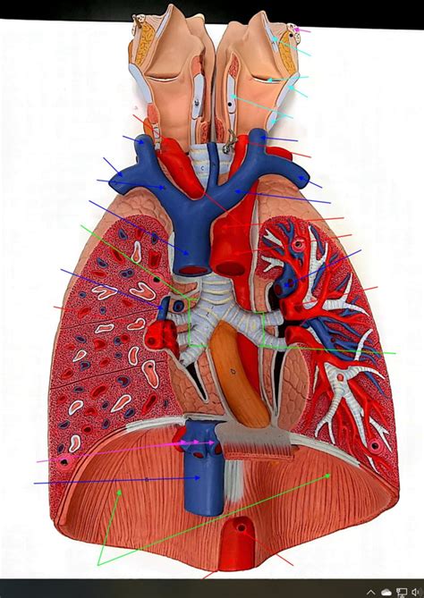 Vessels In The Thorax Diagram Quizlet