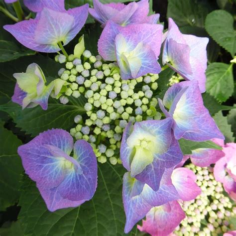 Hydrangea Macrophylla Blaumeise Teller Series L Agm Blue