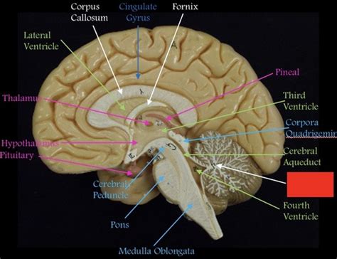 Biol 121 Lab 4 Nervous System Flashcards Quizlet