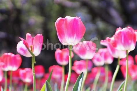 春の陽射しを浴びるチューリップの花 No 28675799写真素材なら写真AC無料フリーダウンロードOK