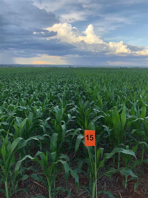 Gdm Enters The Corn Seed Genetics Market Gdm