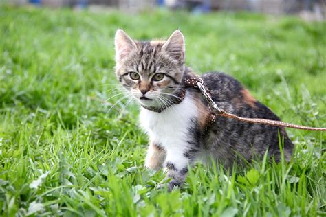 Варежка кошка из приюта на пристройство, кошка ищет дом!