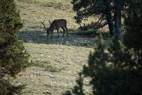 Humer Etaiota79 Flickr