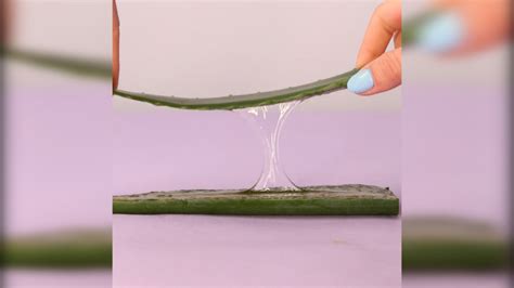 Indulge In Aloe Vera Wonders