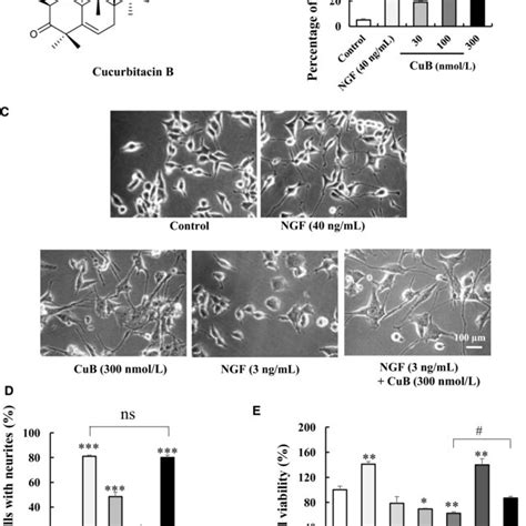 Neurogenesis Effect Of Cucurbitacin B Cub On Pc12 Cells A Chemical Download Scientific