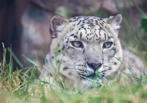 What Do Snow Leopards Eat