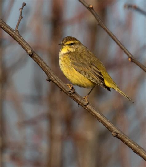 Ebird Checklist 21 Dec 2023 Woodley Rd Retention Ponds 14 Species
