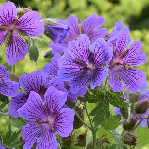Hardy Geranium Collection Jparkers