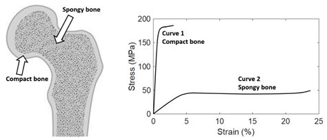 Spongy Bone Tissue Diagram