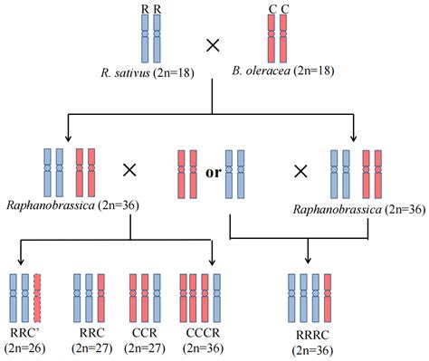 Identification Characterization And Cytological Analysis Of Several