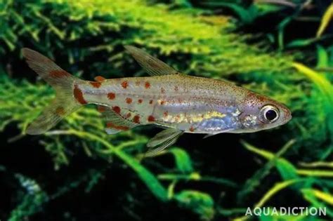 Adonis Tetra Lepidarchus Adonis Fish Profile Care Guide