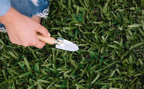 Most Common Diseases In St Augustine Grass Prevent And Identify