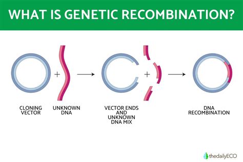 Genetic Recombination Definition Types Features