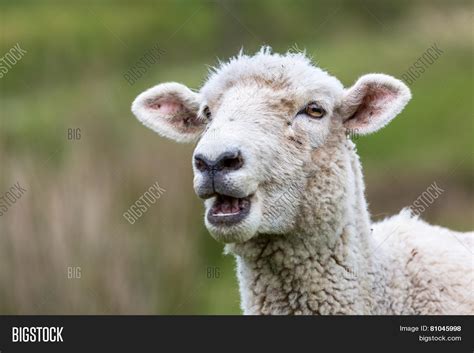 Sheep With Open Mouth