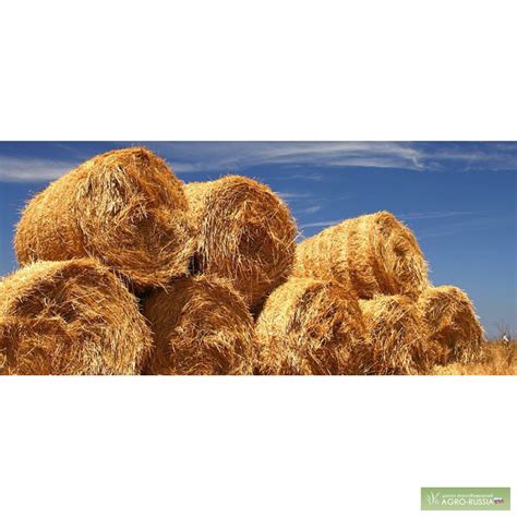 Продам сено в рулонах купить сено в рулонах Чувашская Республика — Agro Russia