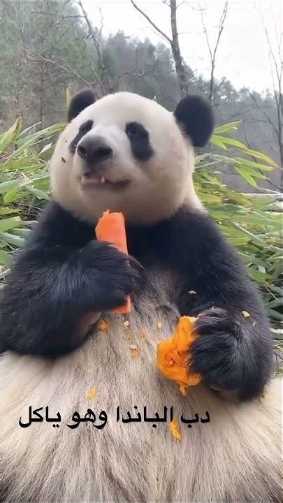 دب الباندا وهو ياكل الدب Youtube