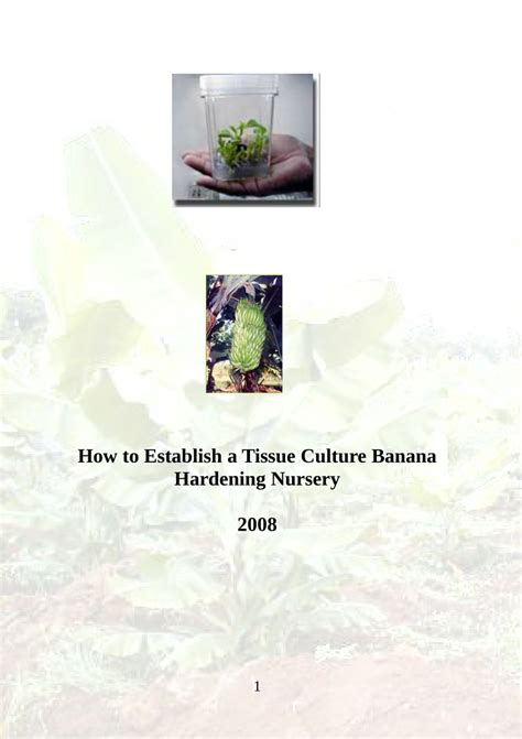 Pdf Tissue Cultured Banana Seedlings