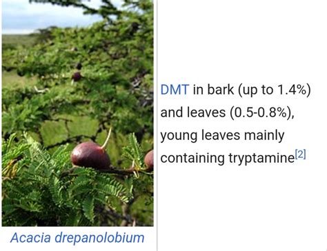 How Do I Extract Dmt From The Barks And Leaves R Dmtlab