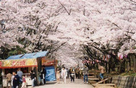2024年最新富山県内のオススメお花見スポット10選