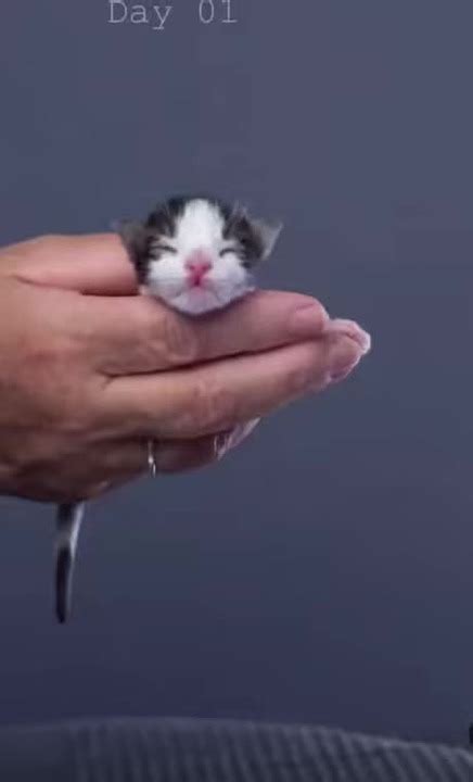 Cat Growth Evolution Meme By Tunesrae Memedroid