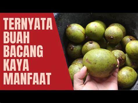 Temukan 5 Manfaat Buah Bacang Yang Jarang Diketahui Solider