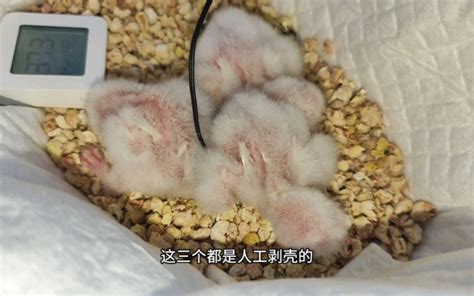 7 第5只小猫头鹰顺利出生了比哥哥姐姐们整整晚了4天 MK的鹦鹉 MK的鹦鹉 哔哩哔哩视频