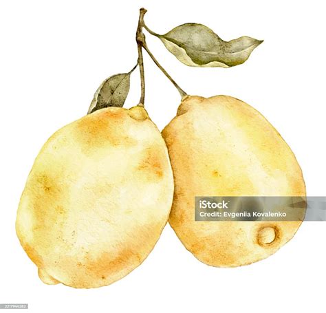 나뭇잎과 흰 배경에 흰 꽃이 있는 가지에 두 개의 레몬의 수채화 그림 신선한 시트러스 아트는 주방 프린트 레시피 카드 또는 여름 테마에 이상적입니다 0명에 대한 스톡 벡터