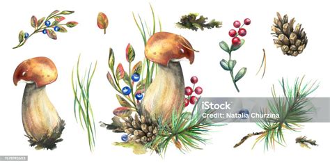 버섯 숲 Boletus 잔디 블루 베리 이끼와 원뿔 Cowberries 수채화 그림 손으로 그린 흰색 배경에 요소가있는 격리 된