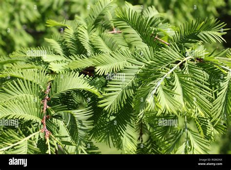 Metasequoia Occidentalis Xaserculture