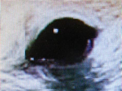 Pecos SWW LCD Vs CRT Do LCDs Finally Match CRTs In Picture Quality