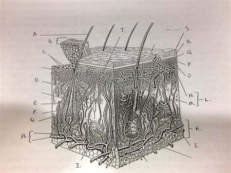 Anatomy Semester 1 Final Review Diagram Quizlet