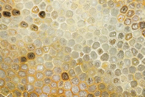 114 Polished Fossil Coral Slab Indonesia 121874 For Sale
