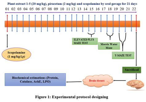 Probing The Memory Enhancing Potential Of Kiwi Fruit Against Scopolamine Induced Memory
