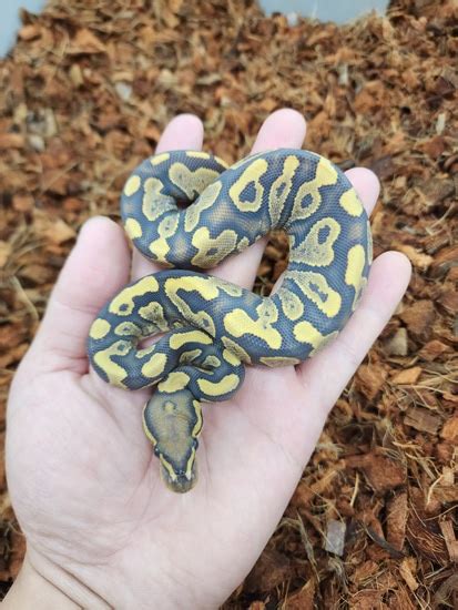 Hypo Fire Yb Ball Python By Bobs Balls