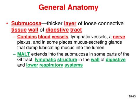 Chapter 25 Lecture Outline 1 Ppt Download