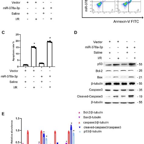 Overexpression Of Mir 378a 3p Aggravated The Ir Induced Expression