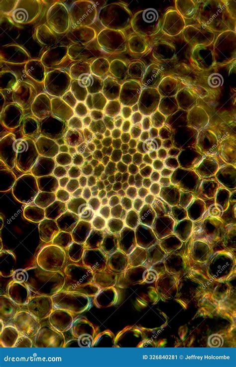 Seta Of A Polytrichum Moss In Cross Section With Polarization Royalty