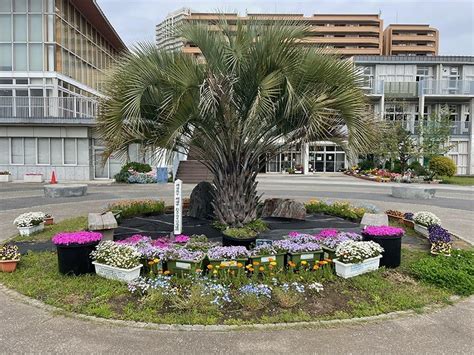 浦安市中町の芝桜花壇紹介です 花いっぱい浦安