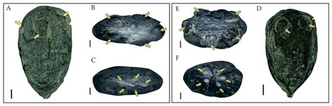 Characteristics Of Endocarps Of Choerospondias Tiantaiensis Under A