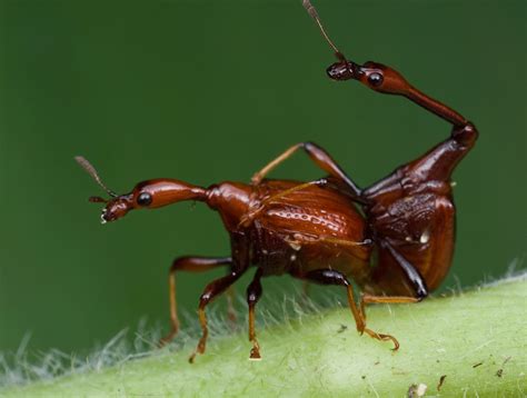 L Insetto Giraffa Giraffe Weevil