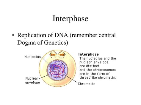 Mitosis Mitosis Is The Process Where The Nucleus Divides Stages Ppt Download