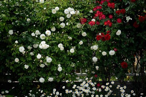 r6l 8571 バラの生垣 無料写真素材花ざかりの森