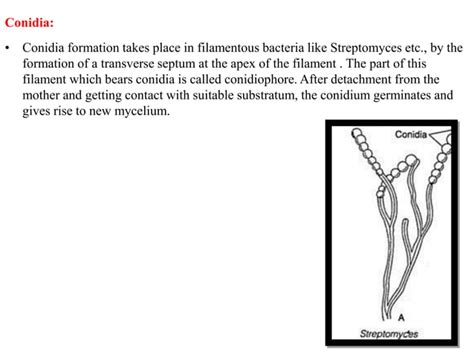 Reproduction In Bacteria Ppt Infertility Reproductive Health
