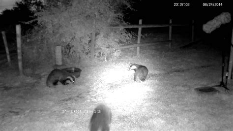 Honey Badger Bite Force At Cherie Wolfe Blog