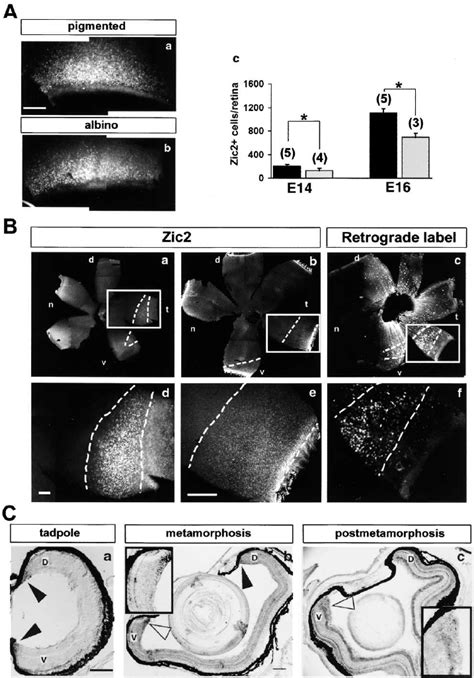 The Number of Cells Expressing Zic2 in Different Species Reflects the ...