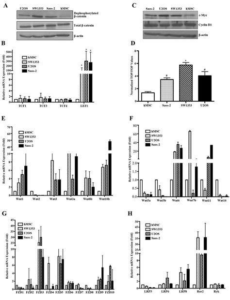 Constitutive Activation Of Canonical Wntβ Catenin Signaling In Bone