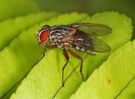 Small Fly Bugguidenet